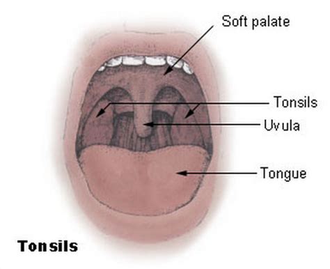 👉 Swollen Uvula Causes Pictures Remedies And Treatment February 2022