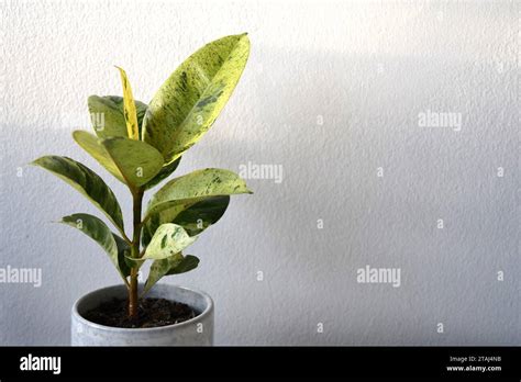 Ficus Elastica Moonshine Rubber Tree Houseplant With Variegated Green