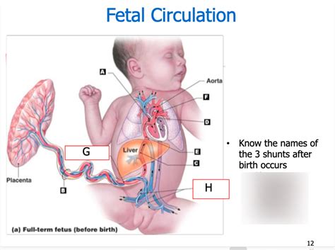 Fetal Circulation Diagram Quizlet