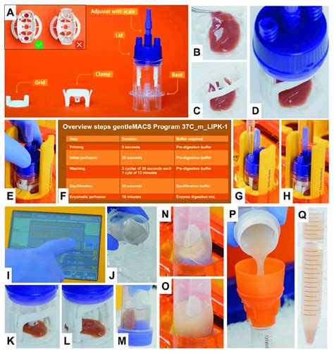 Selected Working Steps For The Isolation Of Primary Mouse Hepatocytes