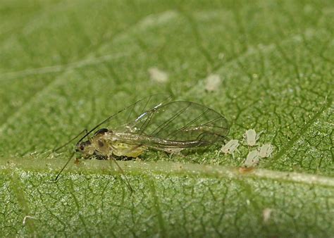 Aphids Green Reproducing Machines Ray Cannons Nature Notes