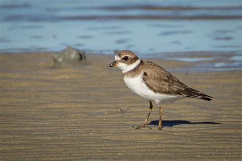 A Bit Of The Webbing Seen Great Bird Pics