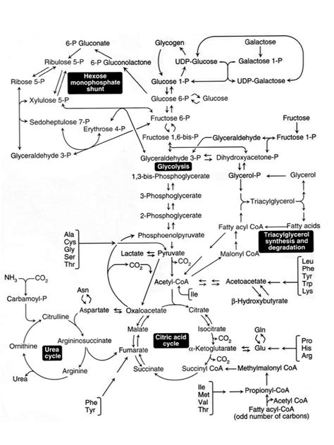 Metabolic Map For Exam Chm 360 Studocu