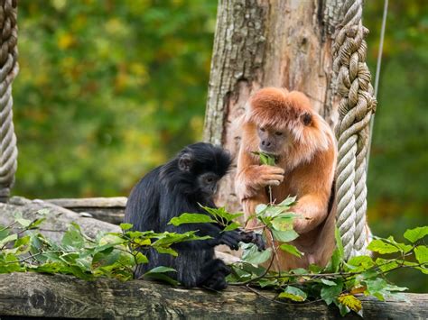 East Javan Langur The Long Limbed Langur Of Indonesia