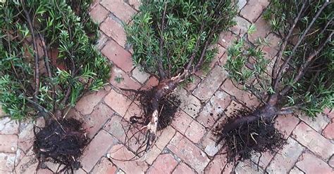 Podocarpus Pringles Ripped Them Out From A Customers House Today Album On Imgur