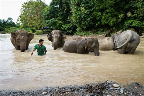 Conservation Sumatran Elephants
