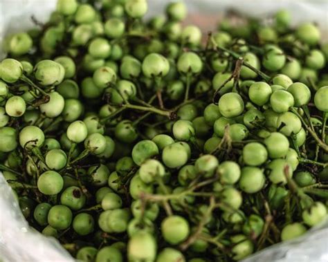 Turkey Berry Crop Trust