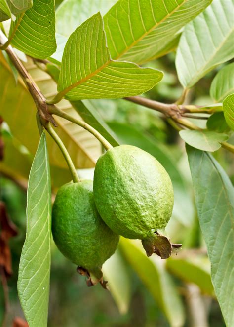 Rare Ruby Supreme Guava Sow Exotic