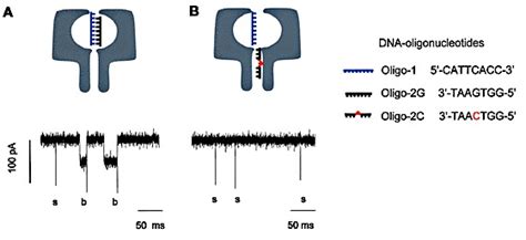 A Single Base Mismatch Abolishes The Binding Of An Oligonucleotide To A Download Scientific