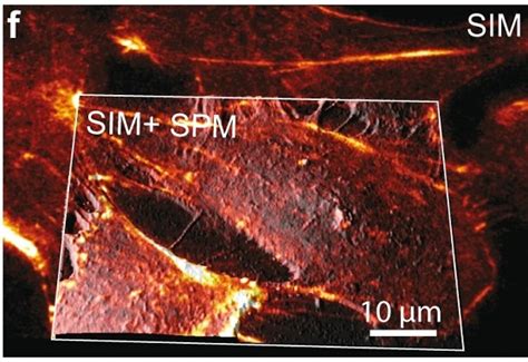 Opensim Democratizes Structured Illumination Microscopy 2024 Wiley Analytical Science