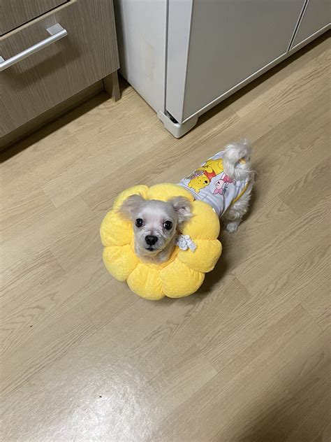 메이플스토리 인벤 예전에 우리집 강아지 이름 갖고 장난치면서 돌아다니다 개쪽당함 메이플스토리 인벤 자유게시판 구