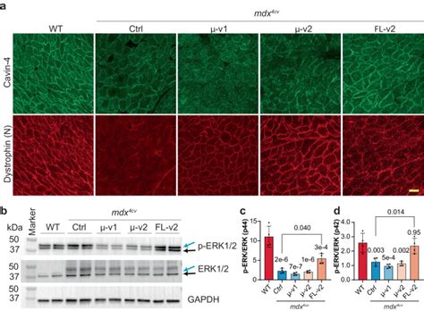 Systemic Delivery Of Full Length Dystrophin In Duchenne Muscular
