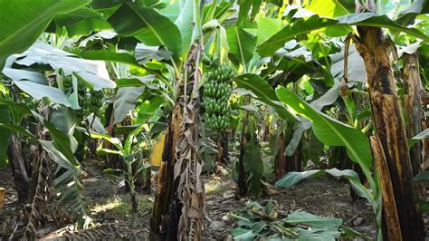 Pohon Pisang Berkembang Biak Dengan Cara Vegetatif Kenali