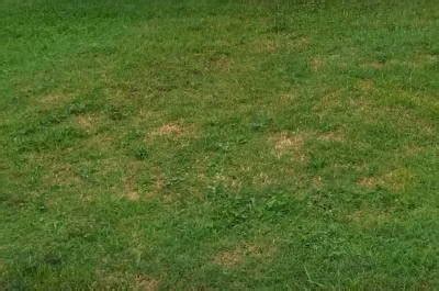 How To Get Rid Of Lawn Grubs And Keep Your Lawn Looking Healthy Turftek