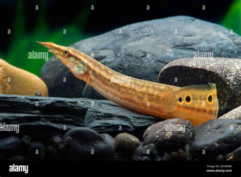 Peacock Eel Full Size