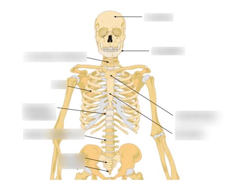 Axial Skeleton Diagram Quizlet