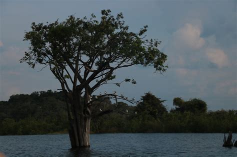 Selva Amazônica como é se hospedar na maior floresta tropical do mundo