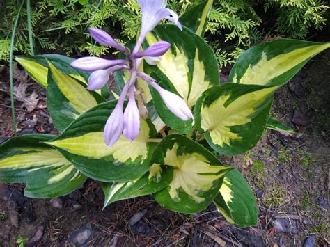 Hosta Morning Star (Хоста Зорница) | Растения за градината