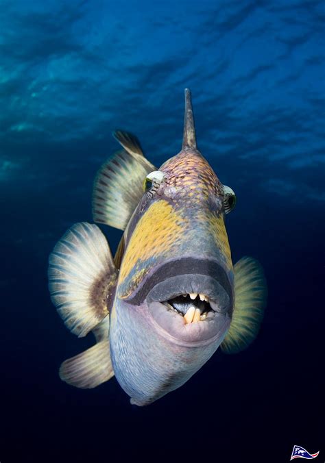 The Explorers The Titan Triggerfish Is The Largest Of The Forty