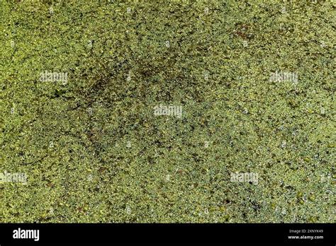 A Thick Layer Of Pond Scum And Green Algae Creates A Textured