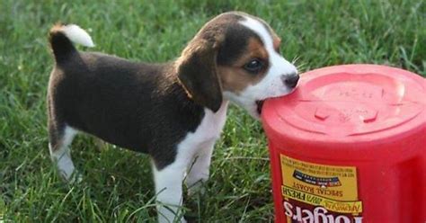 Beagle Imgur