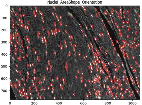 issue suggestion nuclei orientation image analysis image sc forum