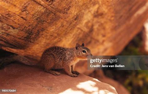 Sandy The Squirrel Photos And Premium High Res Pictures Getty Images
