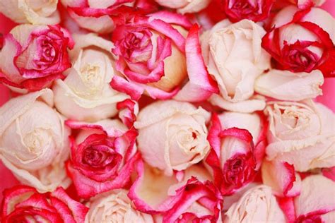 10 Best Romantic Things To Do In Toronto On Usa Today 10best