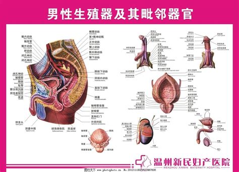 男性生殖解剖图图片 家居设计 环境设计 图行天下图库