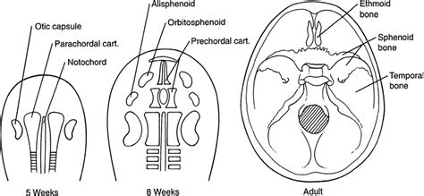 Congenital Craniofacial Deformities Ophthalmologic Considerations