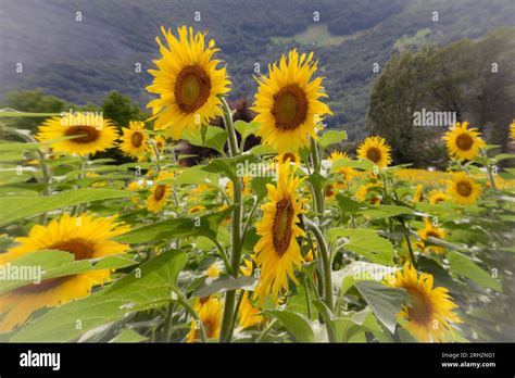 Campo Girasoli Hi Res Stock Photography And Images Alamy