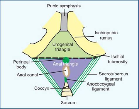 Urogenital Triangle