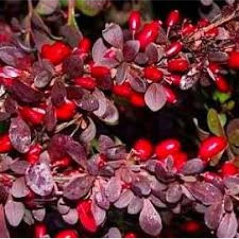 Berberis thunbergii "Red Dream" / Барбарис тунберга" Ред Дрим"