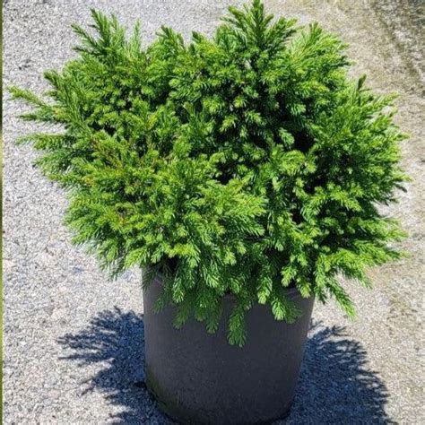 Dwarf Cryptomeria Globosa Nana 3 Gallon Container Tree Farm Direct