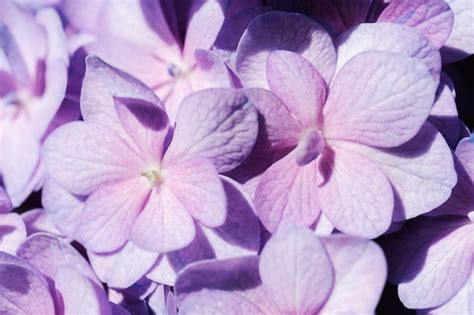 Premium Photo Flower Background Of Purple Hydrangea Macrophylla Closeup