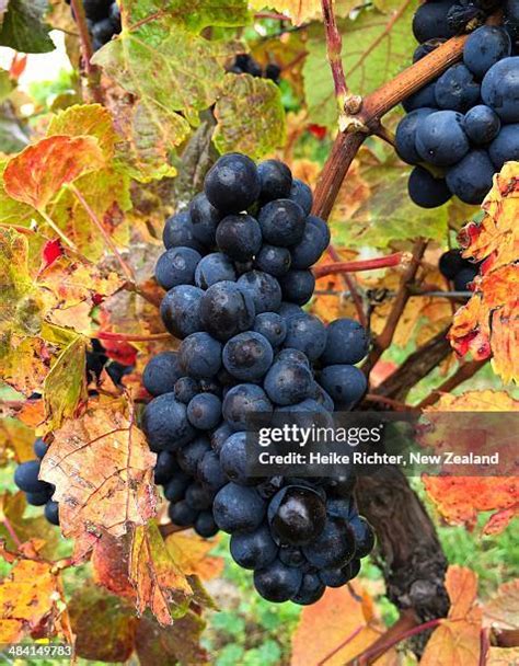 Fairhall Photos And Premium High Res Pictures Getty Images