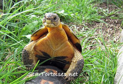 Angulate Tortoise Bowsprit Chersina Angulata Courtship