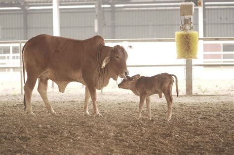 Top Nurturing Desi Gir Cows A Comprehensive Guide
