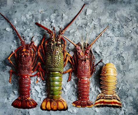 Different Types Of Crustaceans Explained