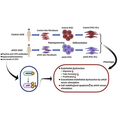 Patient Specific Ipsc Derived Endothelial Cells Reveal Aberrant P38
