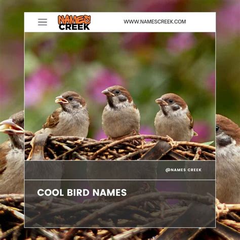 350 Unique Bird Names A Comprehensive Guide To Naming Your Feathered