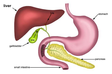Produce Bile Organs At Maria Couch Blog