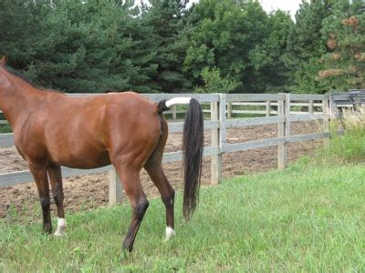 Understanding Reproductive Physiology And Anatomy Of The Mare