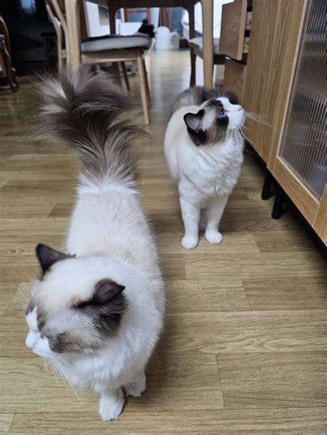 나만없어고양이 같은 곳을 바라보는 커플♡ Daum 카페