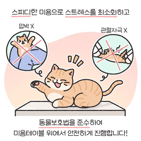 고양이 미용 홍보툰 웹툰·콘티 포트폴리오 크몽
