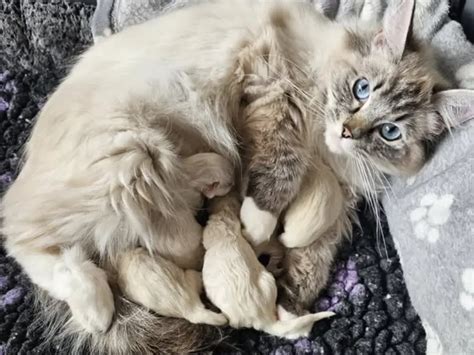 Seal Point Ragdoll Kitten Day 1 To Adult Growth And Care