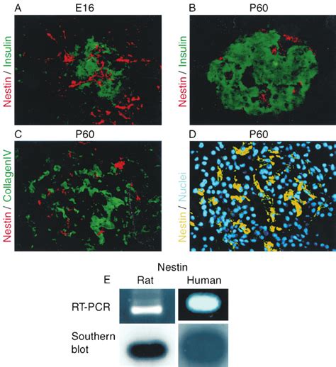 Neural Progenitor Cell Markers