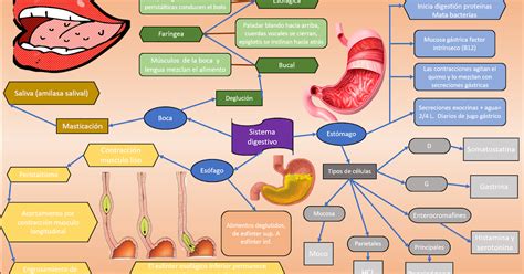 Boca Mapa Conceptual