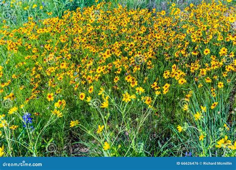 Yellow Plains Coreopsis Garden Tickseed Golden Tickseed Or