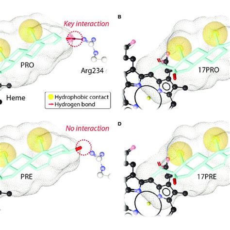A Ring Structure Dependent Hydroxylation Of Progestogens A Download Scientific Diagram